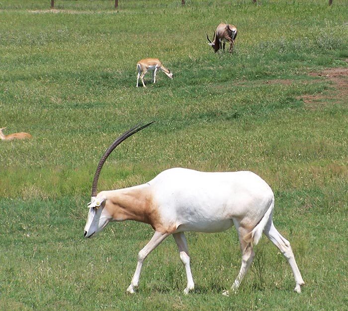 Scimitar-Horned Oryx - Fossil Rim Wildlife Center