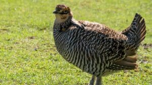 Attwater’s Prairie Chicken - Fossil Rim Wildlife Center