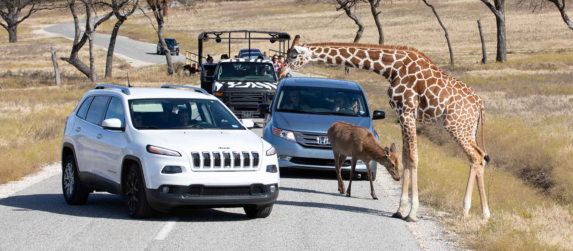 Add To Your Fossil Adventure - Fossil Rim Wildlife Center