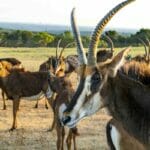 Sable - Fossil Rim Wildlife Center