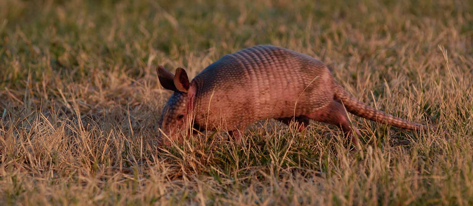 Mexican Long-Nosed Armadillo - Fossil Rim Wildlife Center