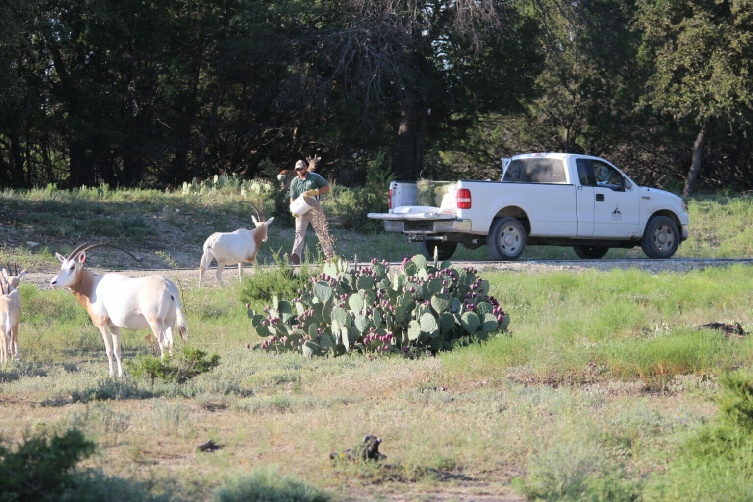 Interns: Training the Next Generation - Fossil Rim Wildlife Center