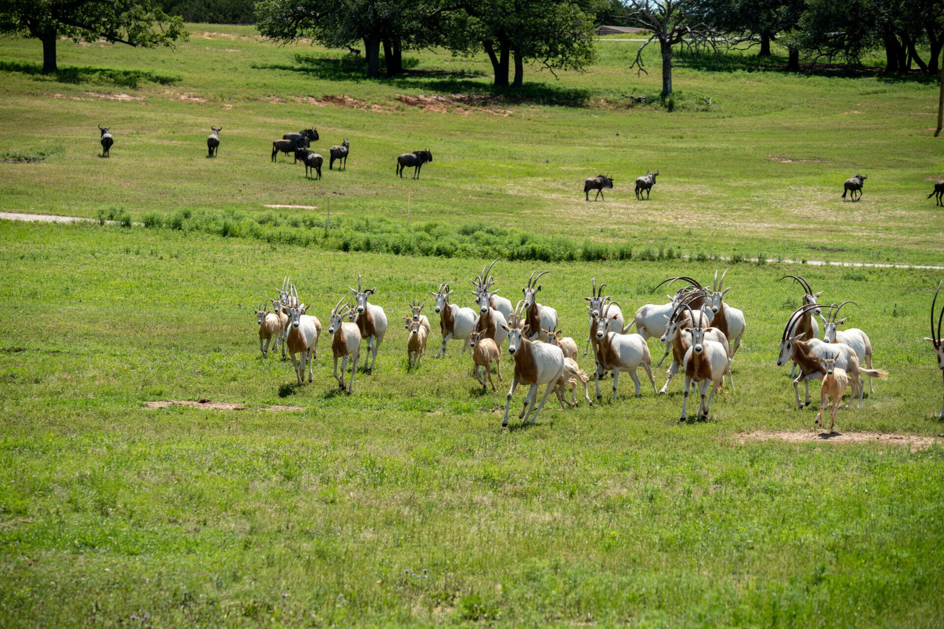 Continue Your Impact Orig - Fossil Rim Wildlife Center