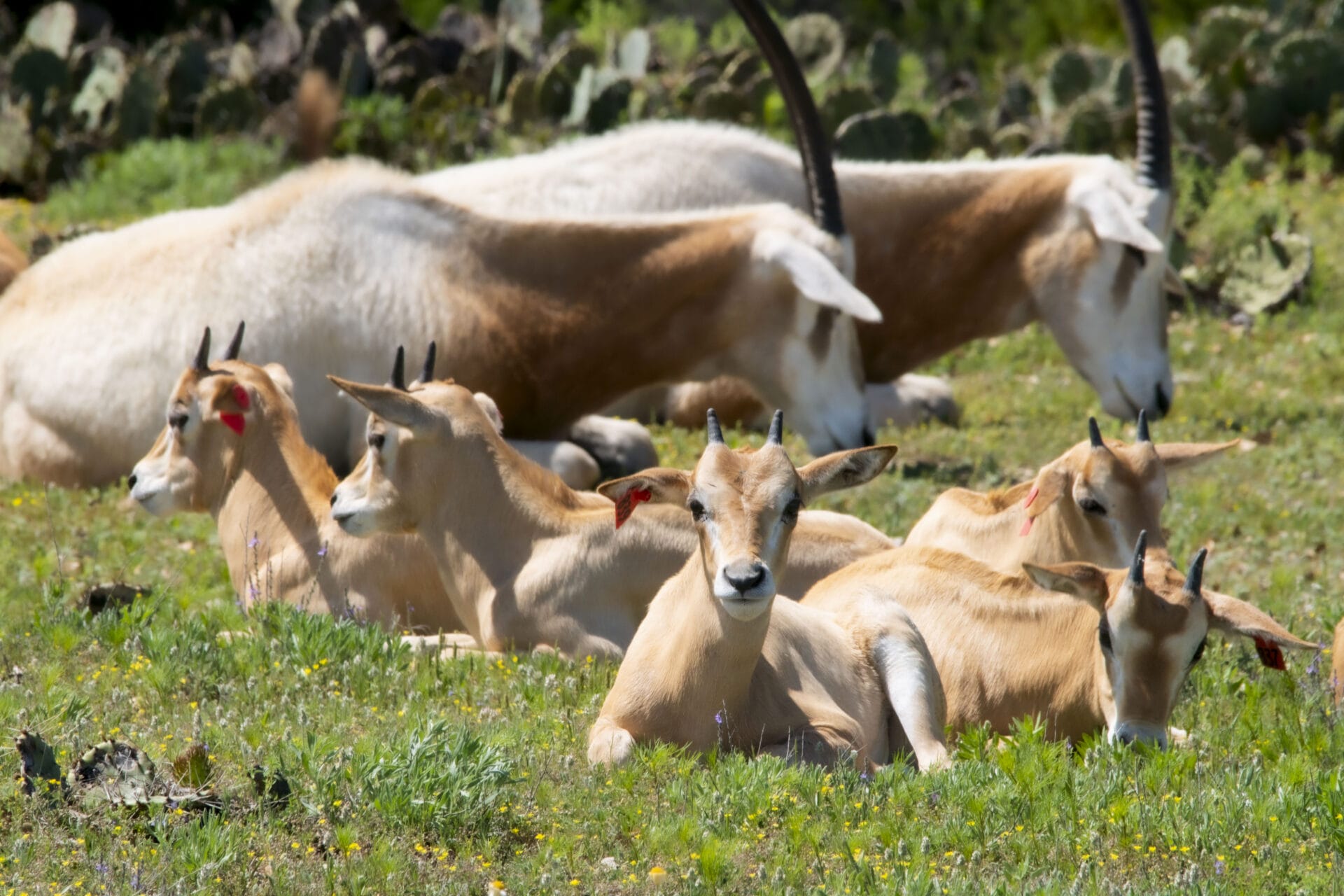Why Do We Tag Hoofstock? - Fossil Rim Wildlife Center