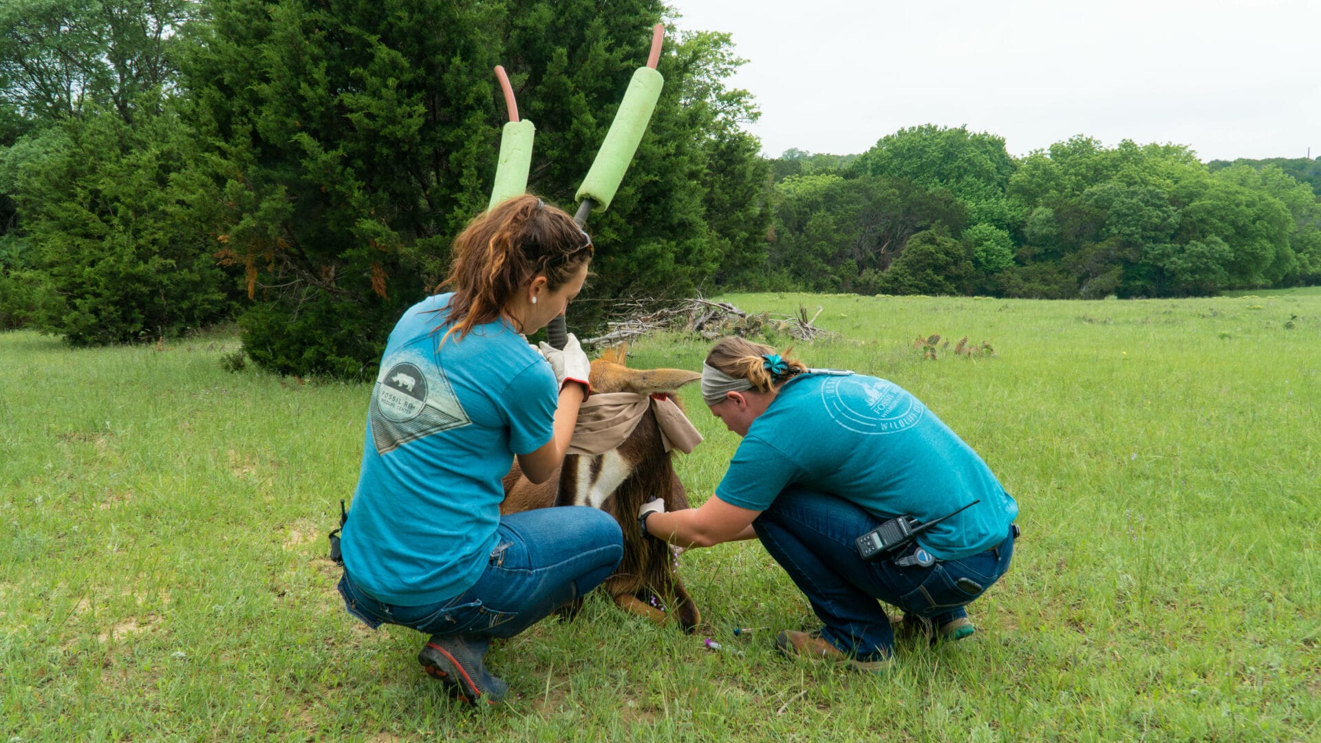 How and Why Veterinarians Dart at Fossil Rim - Fossil Rim Wildlife Center