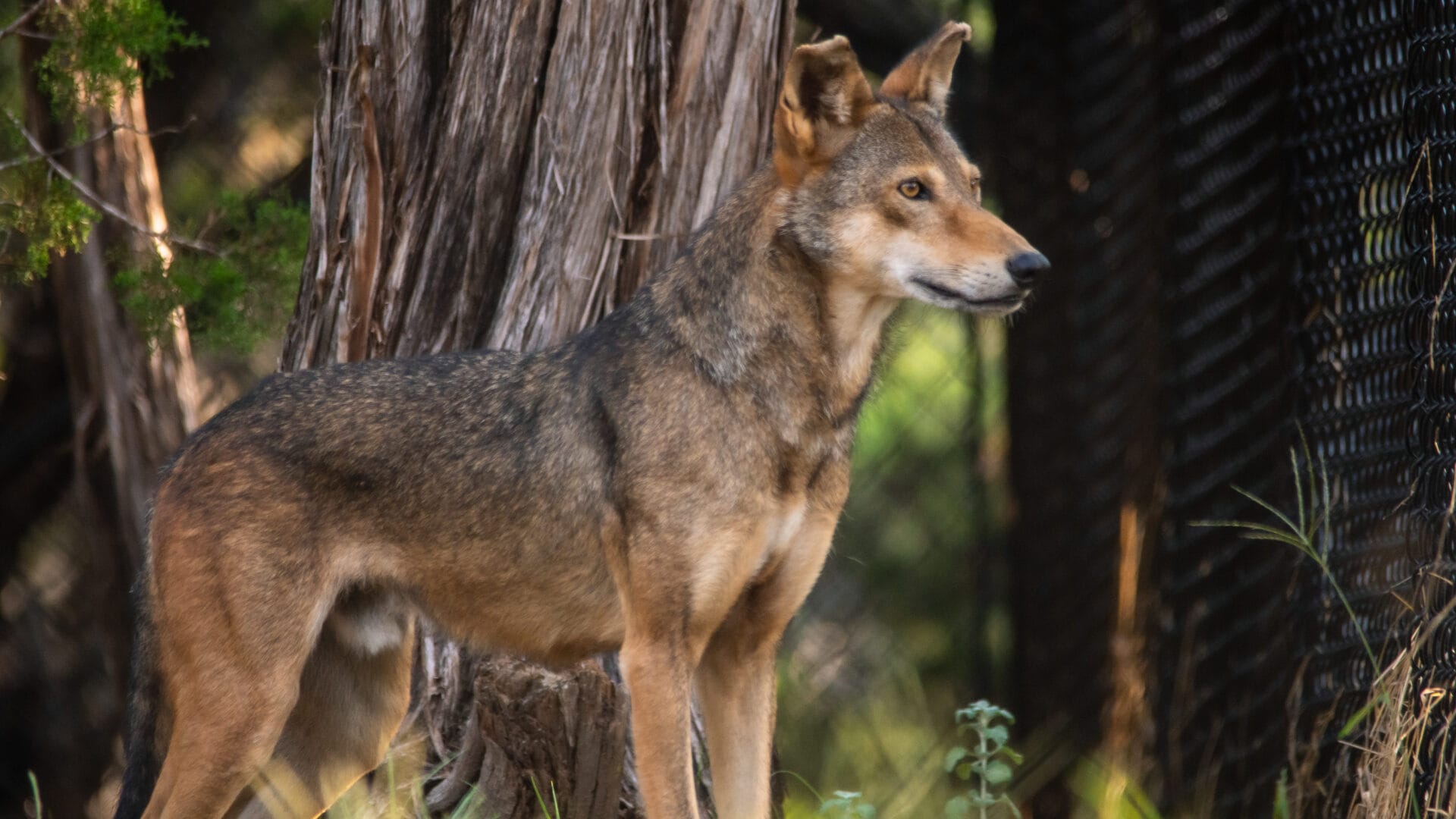 Conserving America's Only Endemic Wolf - Fossil Rim Wildlife Center