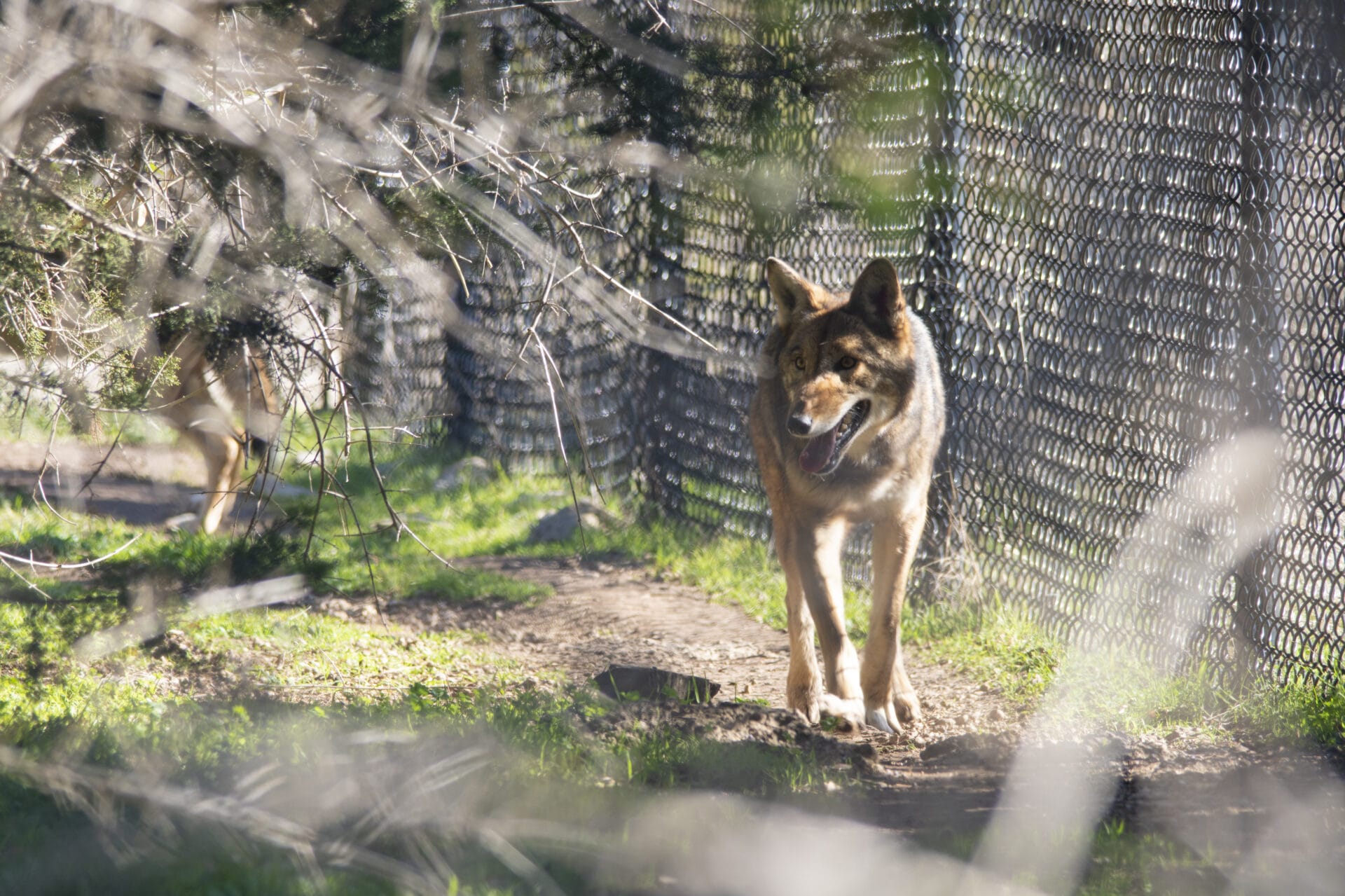 Conserving America's Only Endemic Wolf - Fossil Rim Wildlife Center