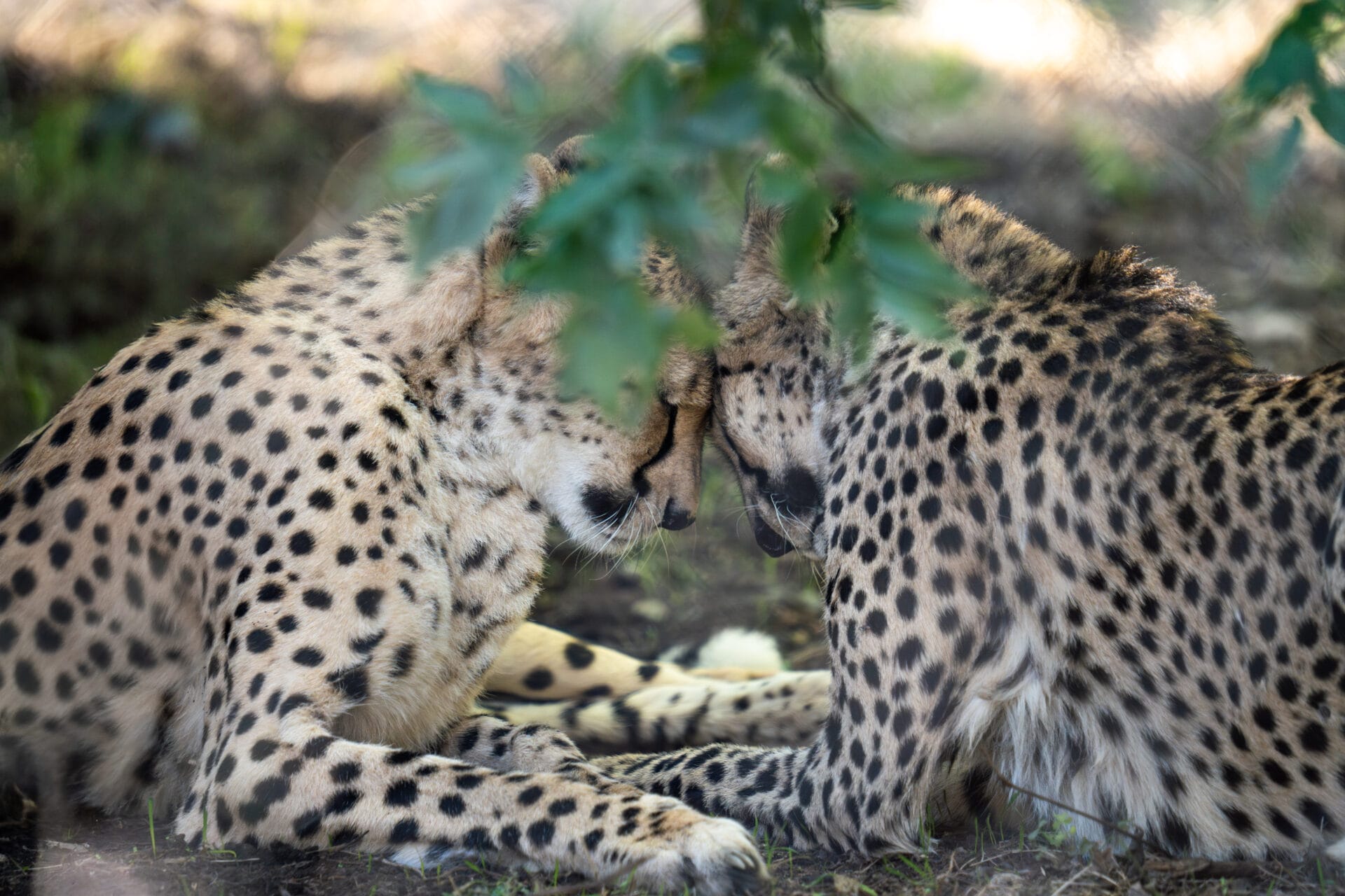 This Giving Tuesday, Help Renew the Cheetah Run - Fossil Rim Wildlife ...