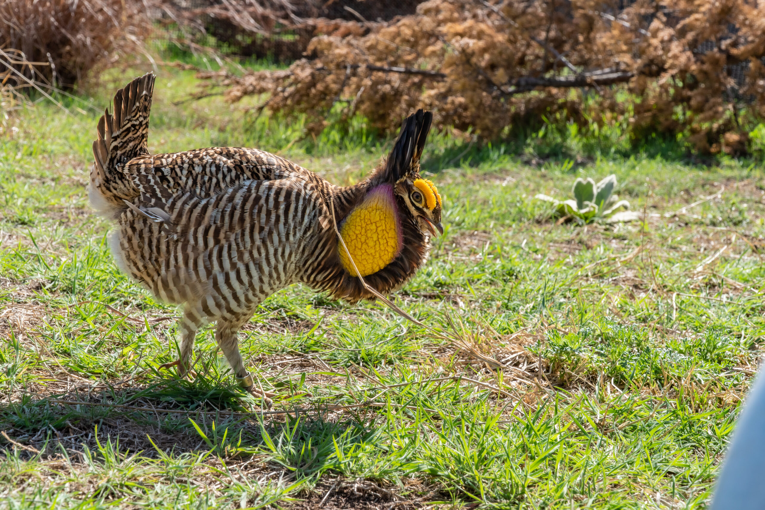 Attwater's Prairie Chickens are SAFE - Fossil Rim Wildlife Center